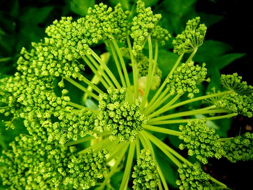 BEAUTIFUL FLOWERS: Angelica Flowers - Pictures & Meanings