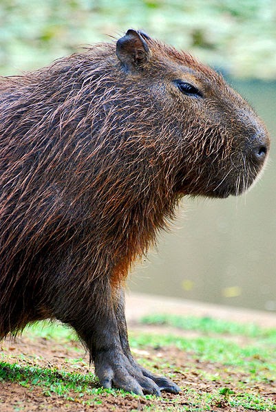 Vida Selvagem: Capivara