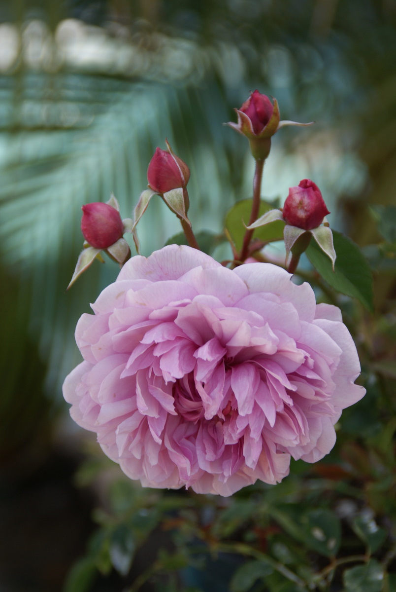 Organic Garden Dreams: May Roses