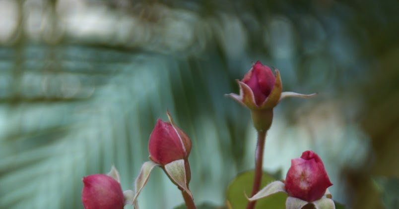 Organic Garden Dreams: May Roses