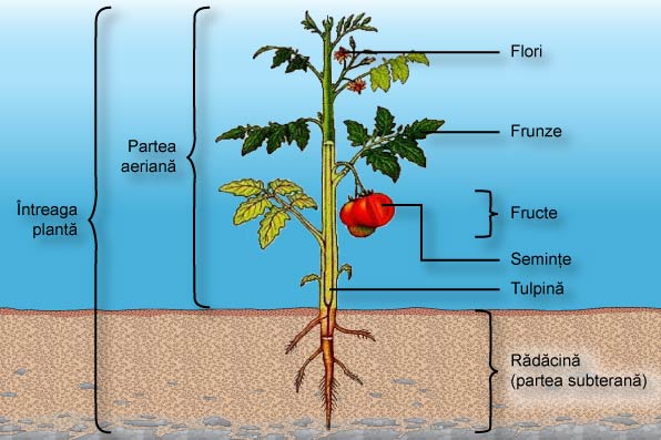 CLASA NOASTRĂ: Părţile unei plante