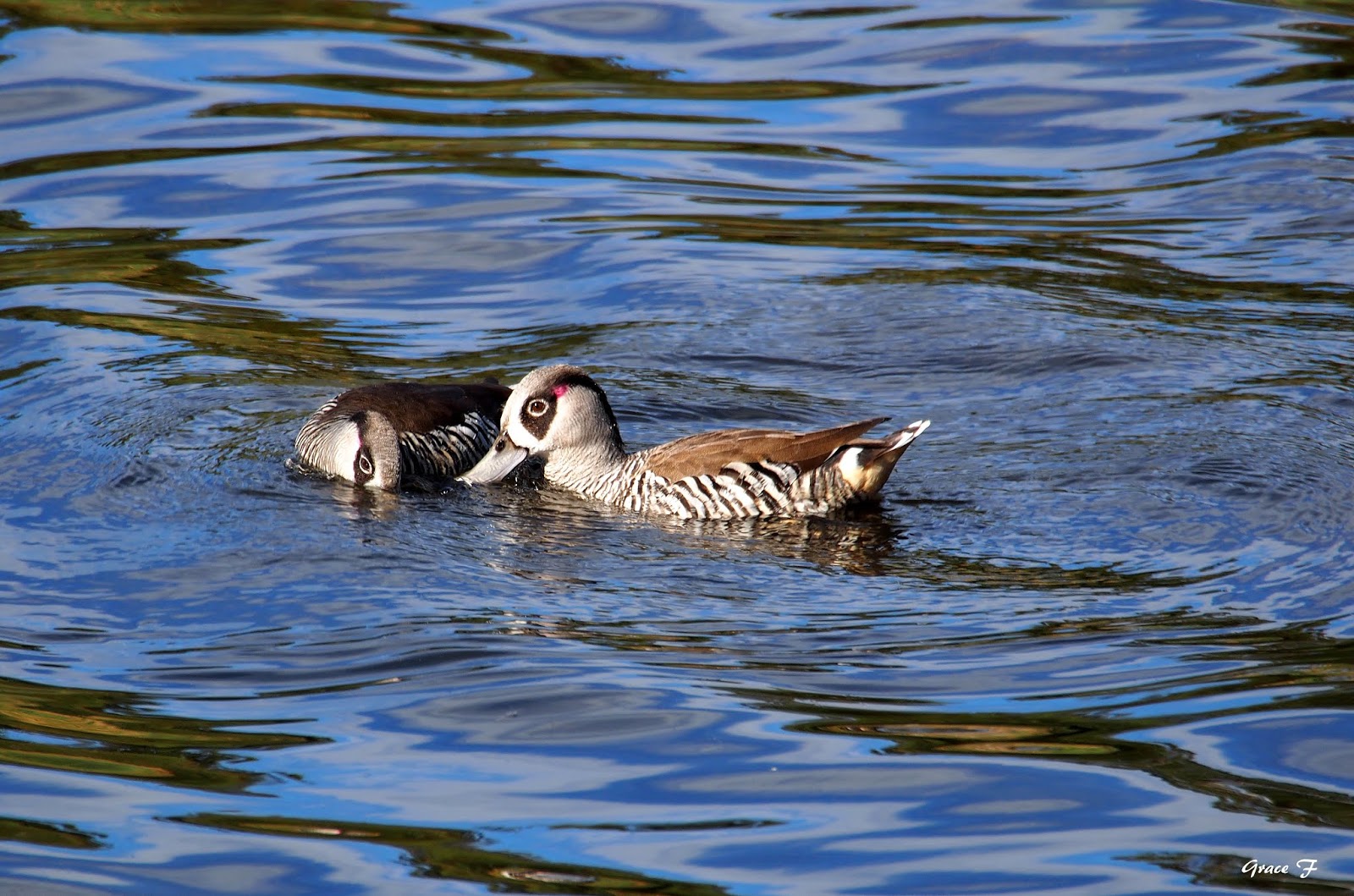 Perth Daily Photo : Pink-eared zebra duck..