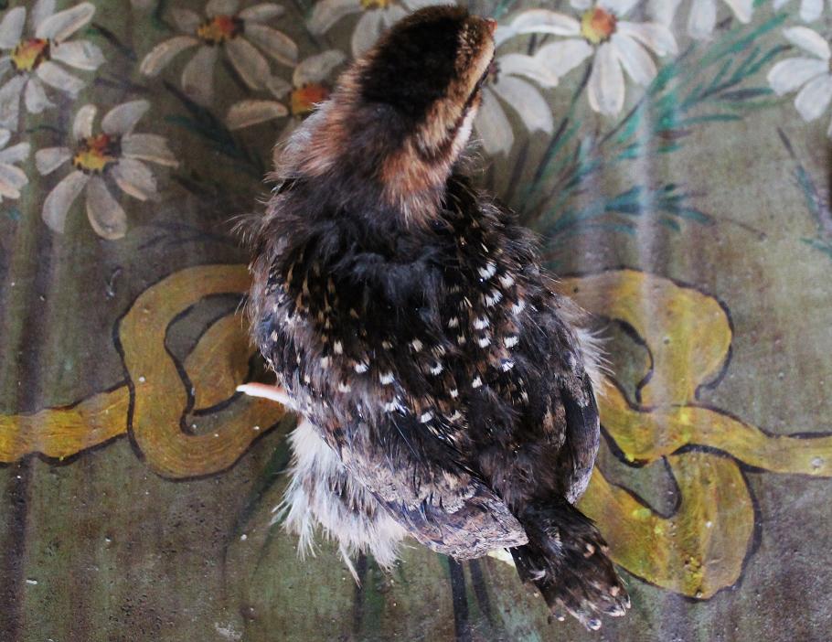 set the trail: our homestead: chick feather development