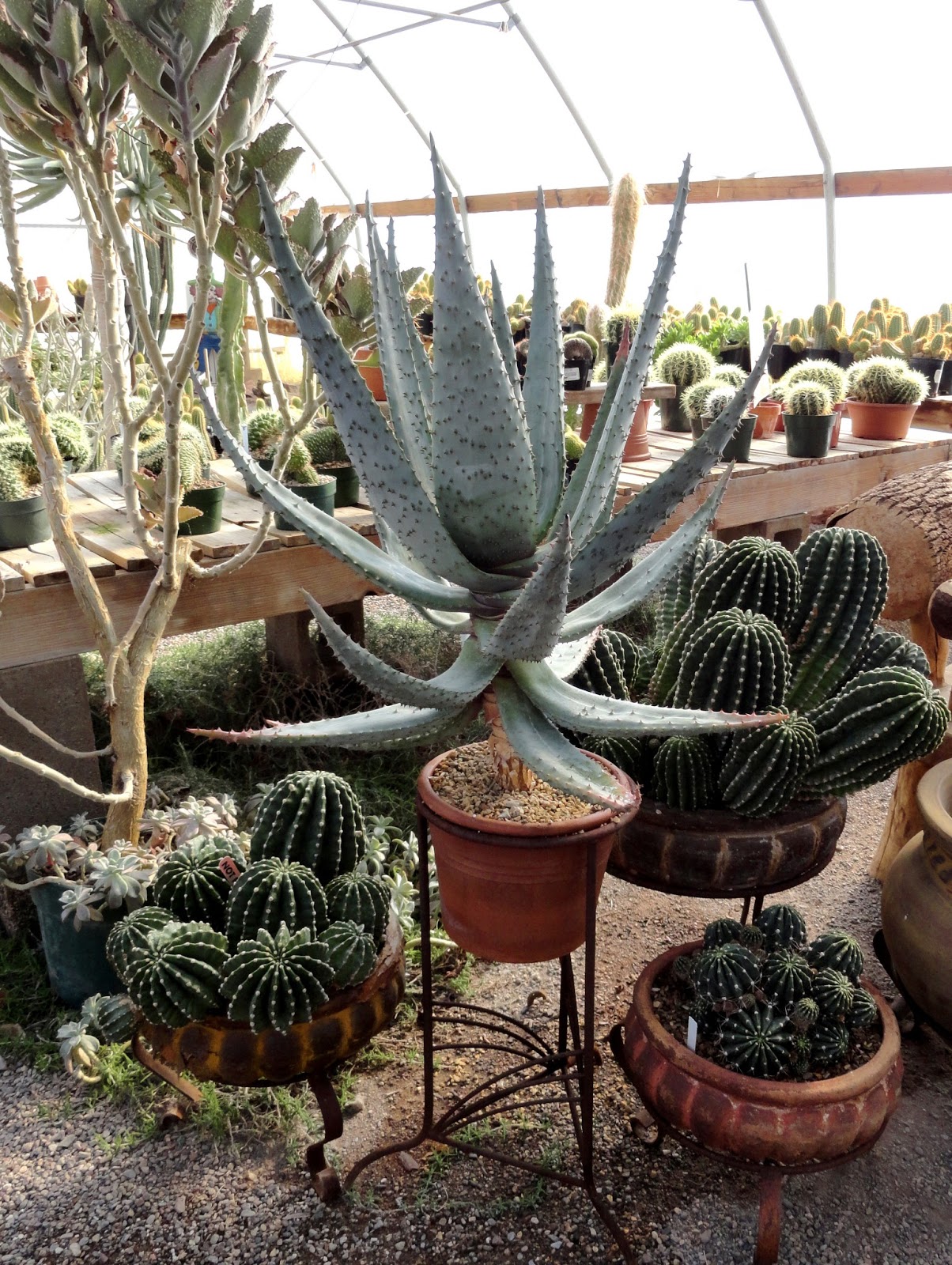 danger garden: Meanwhile, back at the Cactus Ranch...
