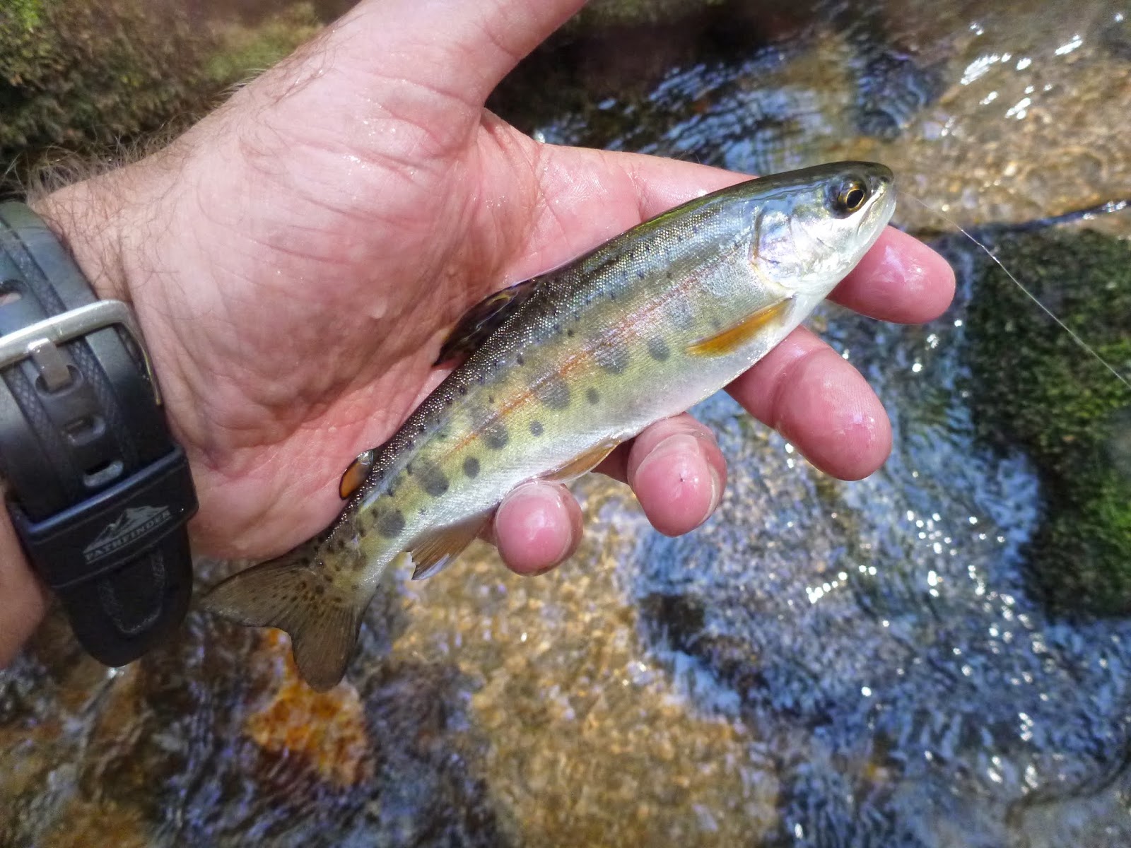 Troutrageous! Fly Fishing & Tenkara Blog: Parr Marks