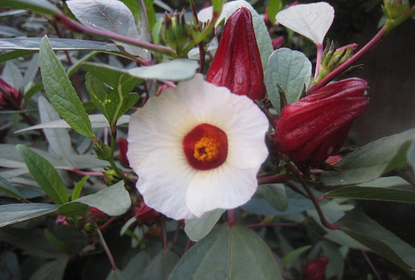 Pengertian, Karakteristik, Pemanfaatan, dan Khasiat Rosella - Jual Rosella