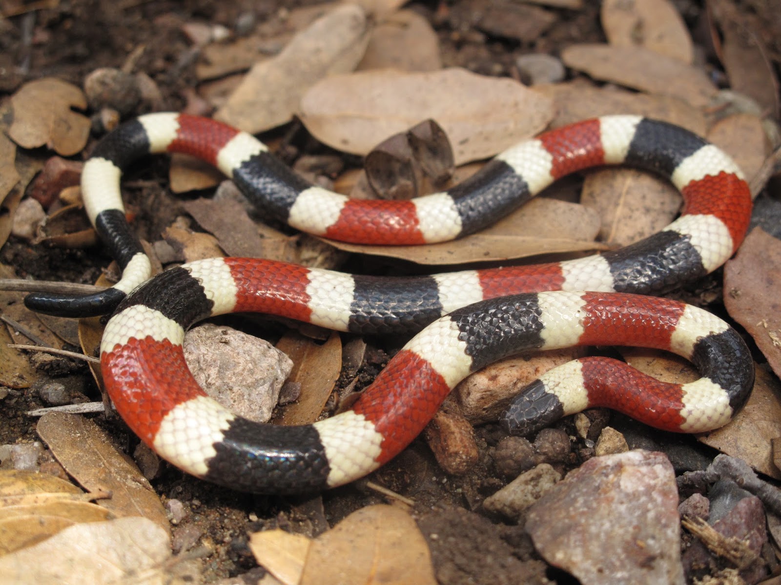 Life is short, but snakes are long: Life is Short but Snakes are Long ...