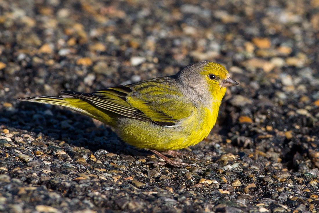 Wildlife Diaries: Mont Ventoux