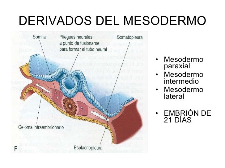 HISTO-EMBRIOLOGIA: CAPAS GERMINALES