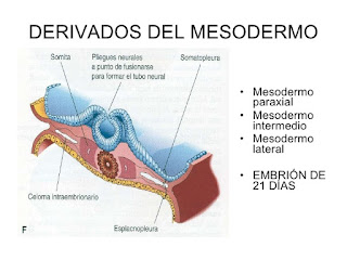 HISTO-EMBRIOLOGIA: CAPAS GERMINALES