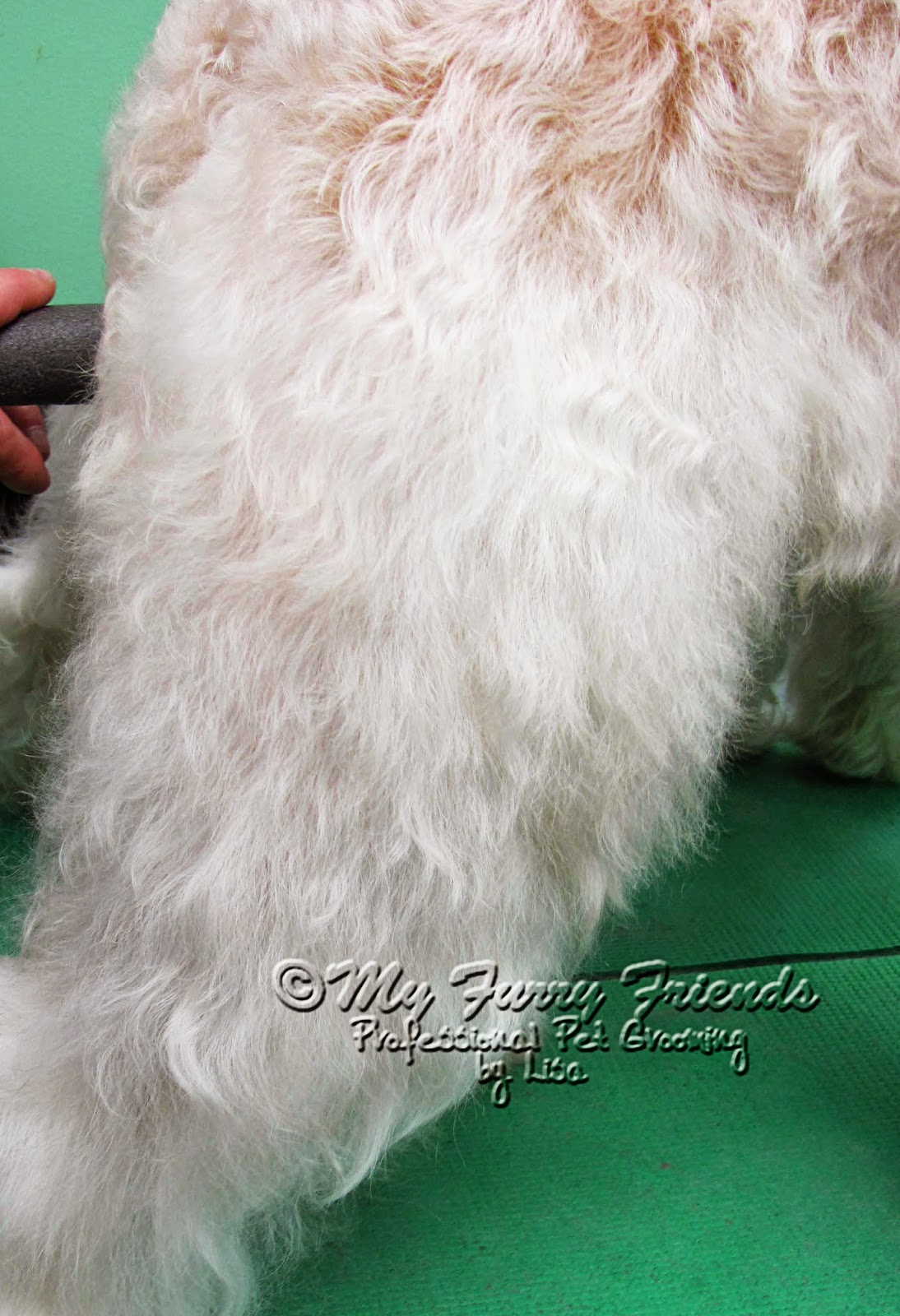 Pet Grooming: The Good, The Bad, & The Furry: Tuesday's Tip #60: Cheap ...