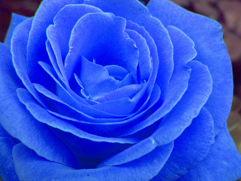 Beautiful Blue Roses... ~ Big Collection Spot
