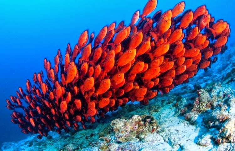 Belas Imagens On-Line: Cardumes de peixes