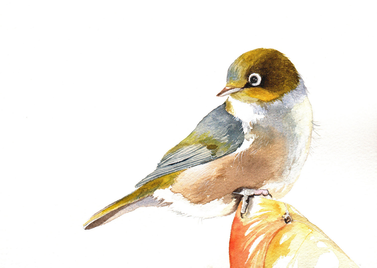 Bird In Everything: Watercolor Bird Paintings