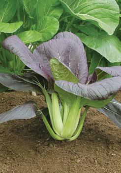 ANEKA BENIH TANAMAN: Benih Pak Choi Red Choi F1