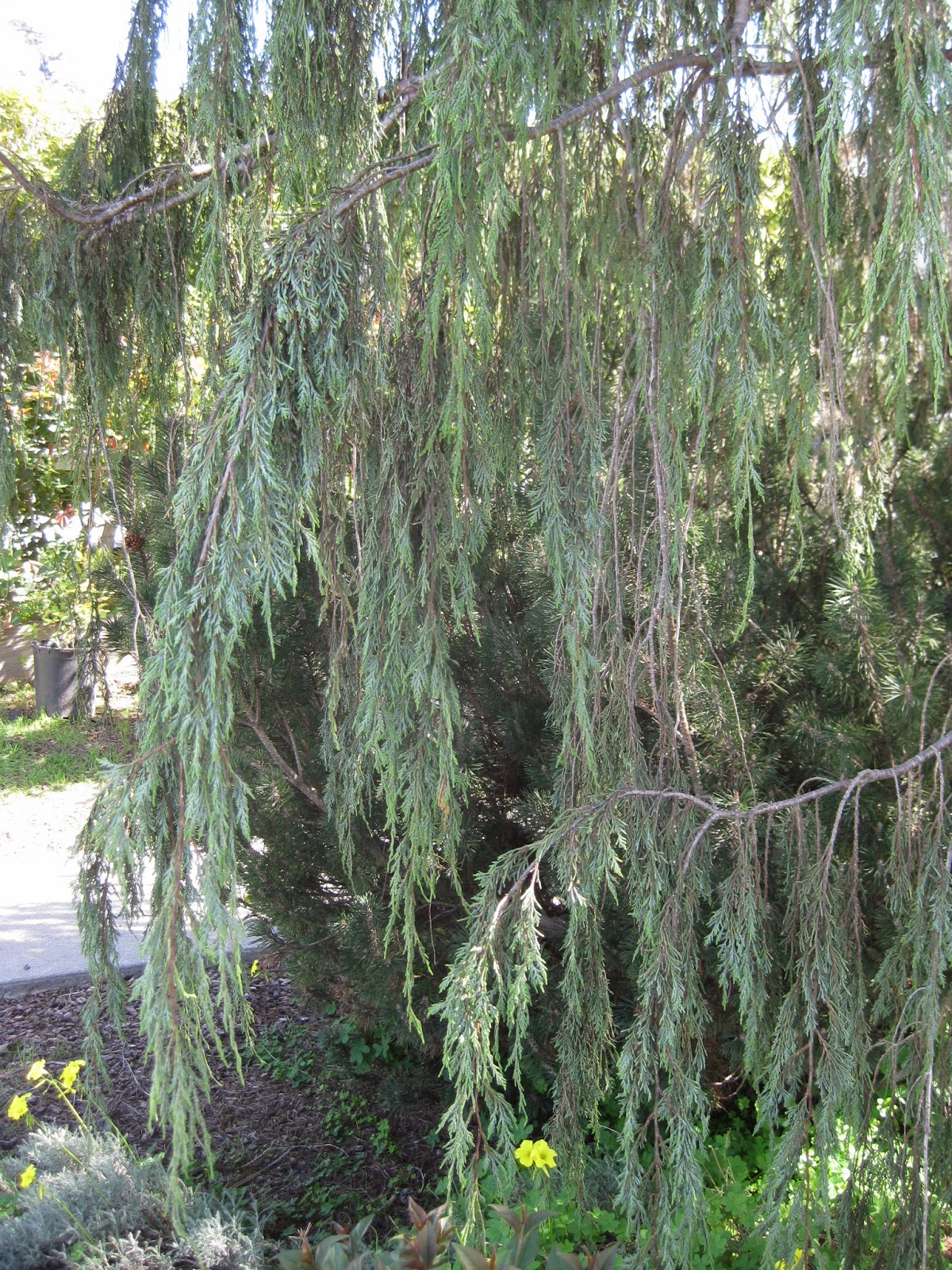 Trees of Santa Cruz County: Juniperus scopulorum 'Tolleson's Weeping ...