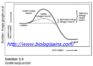 Bagaimana Cara Kerja Enzim ? - Biologi Sains