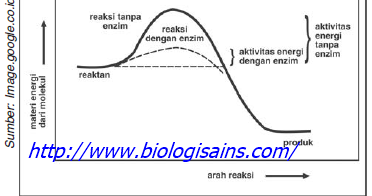 Bagaimana Cara Kerja Enzim ? - Biologi Sains