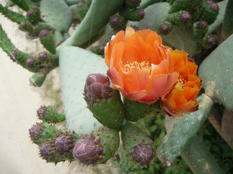 Plantas para hombres: Opuntia ficus-indica, chumbera