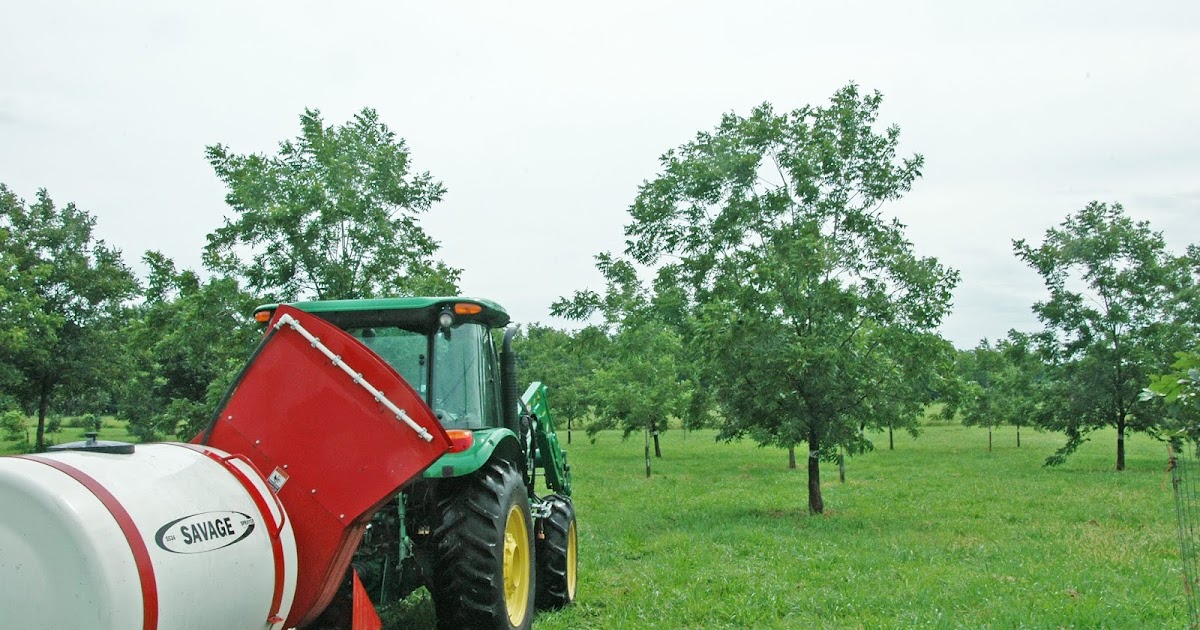 Northern Pecans: Spraying for stinkbugs and weevils