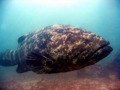 Centro Acadêmico de Engenharia de Pesca : Governo proíbe por mais três ...