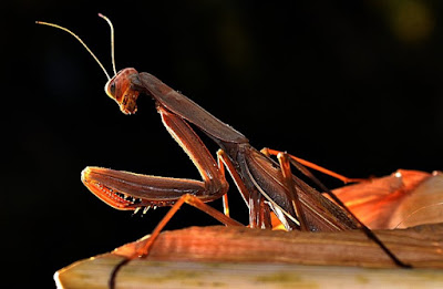 Domači vrt: Vse o Bogomolki