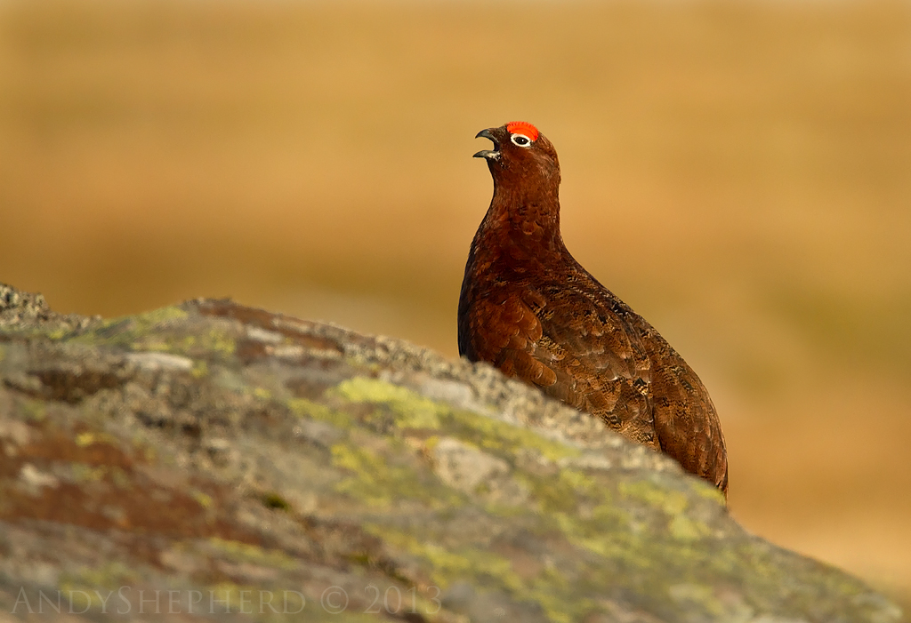 Andy Shepherd Wildlife Photography: Red Grouse