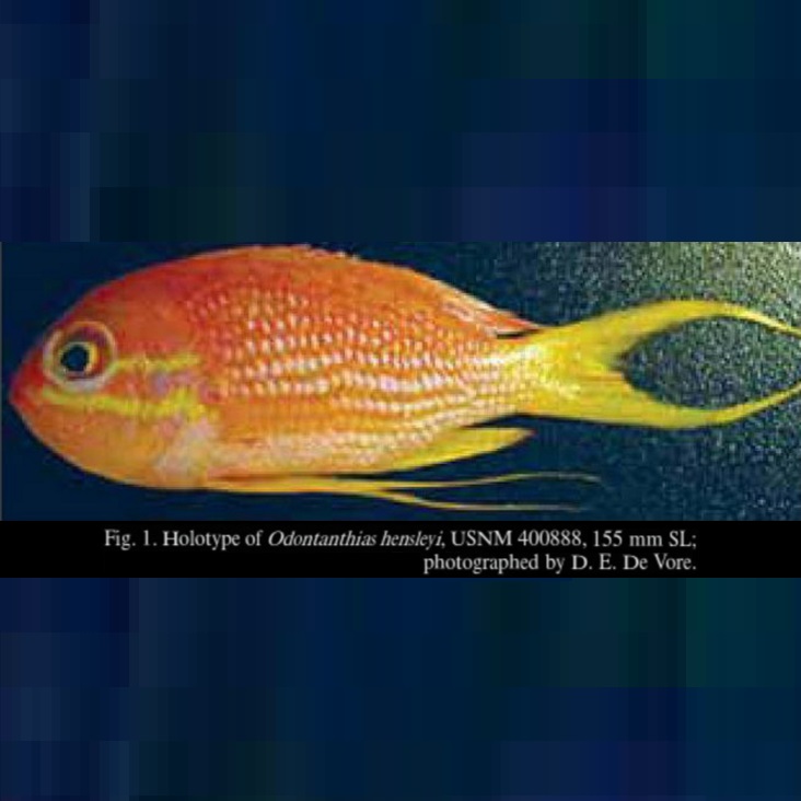 Species New to Science: [Ichthyology • 2012] Odontanthias hensleyi • A ...