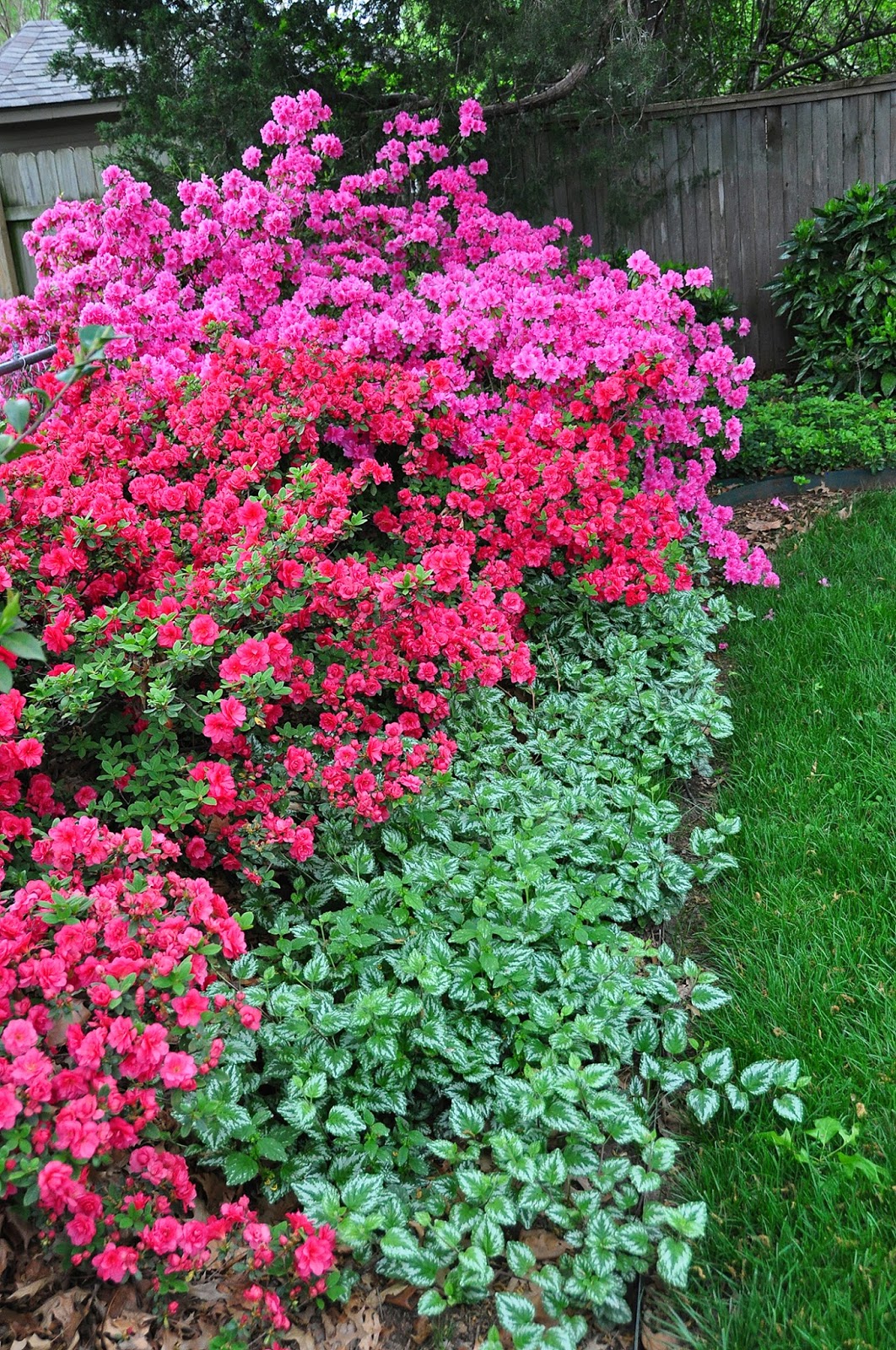 Ask A Master Gardener: Selecting and Using Ground Covers