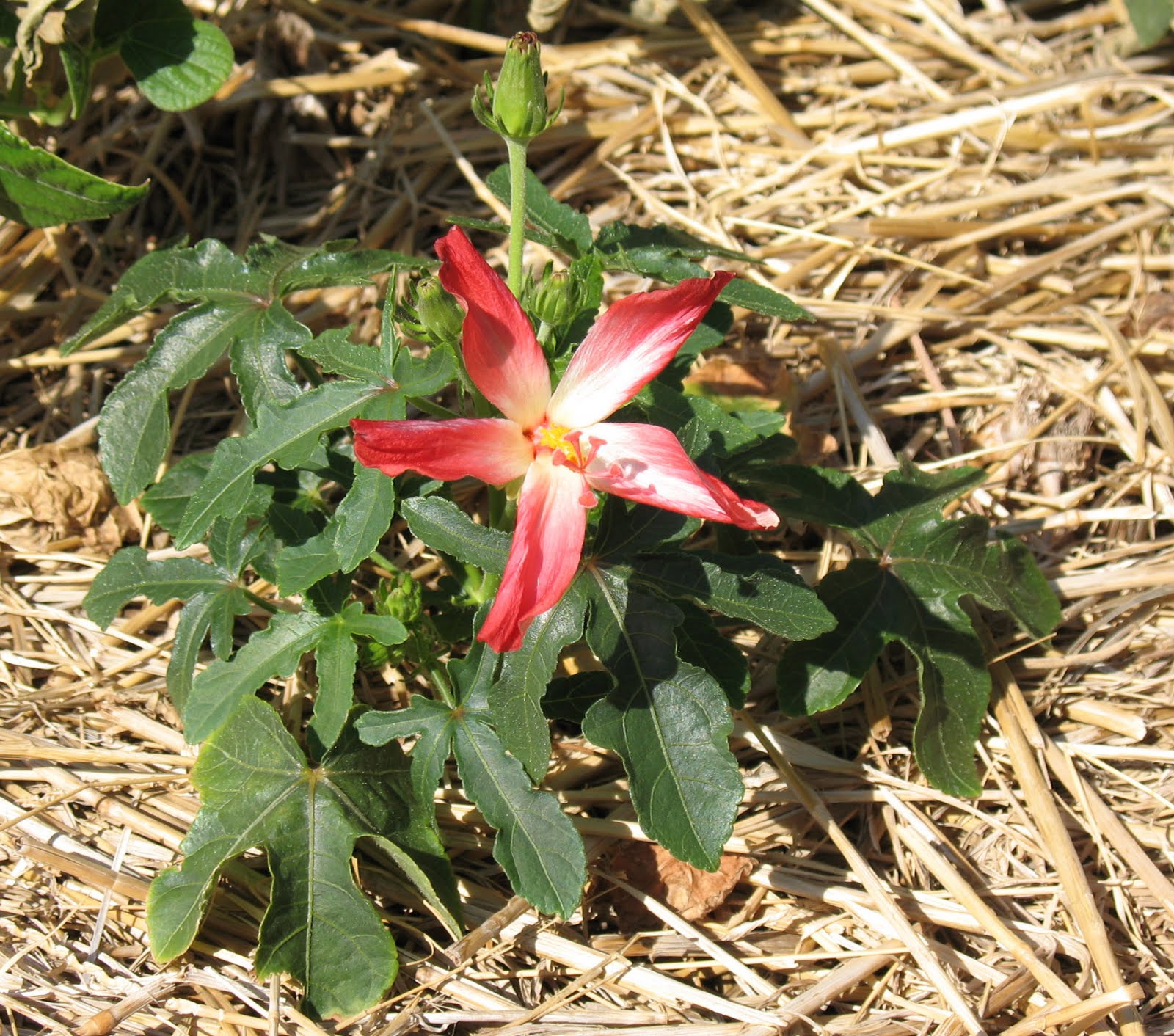 The Garden Heiress: Pink Okra! (Plus no water and too much heat)