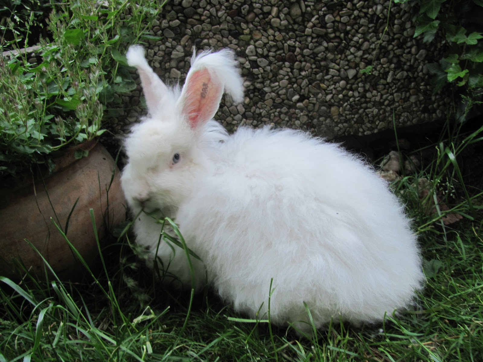 Frau Seidenhase: Angorakaninchen weiß mit blauen Augen
