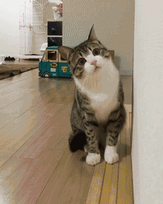 Funny cats - part 207 (40 pics + 10 gifs) | Amazing Creatures