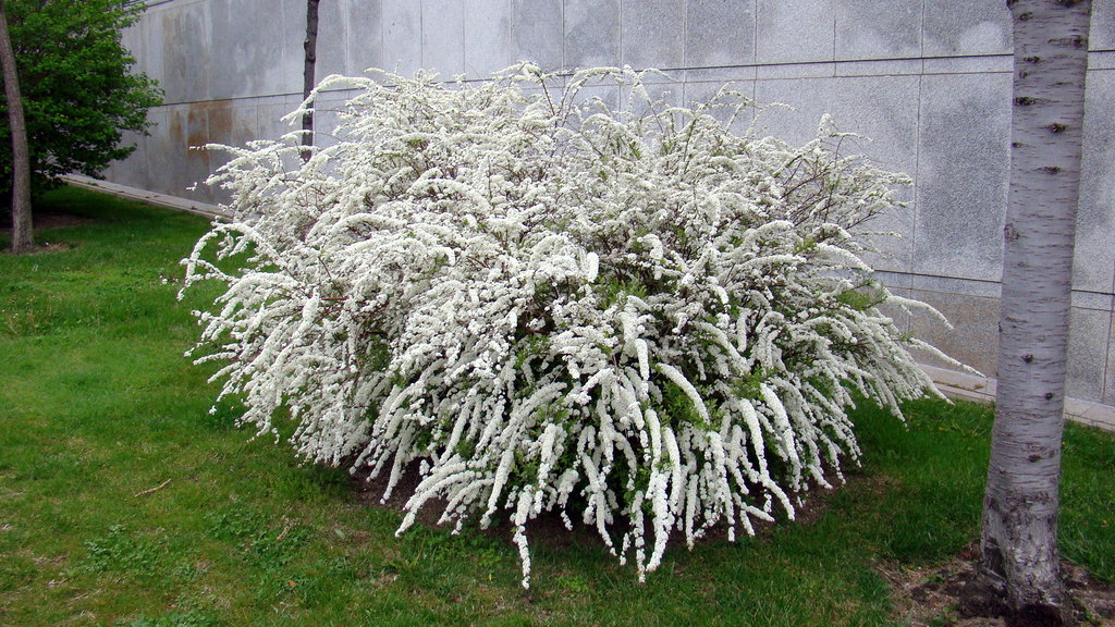 Biosfera vegetal.: Espirea (Spiraea sp.).
