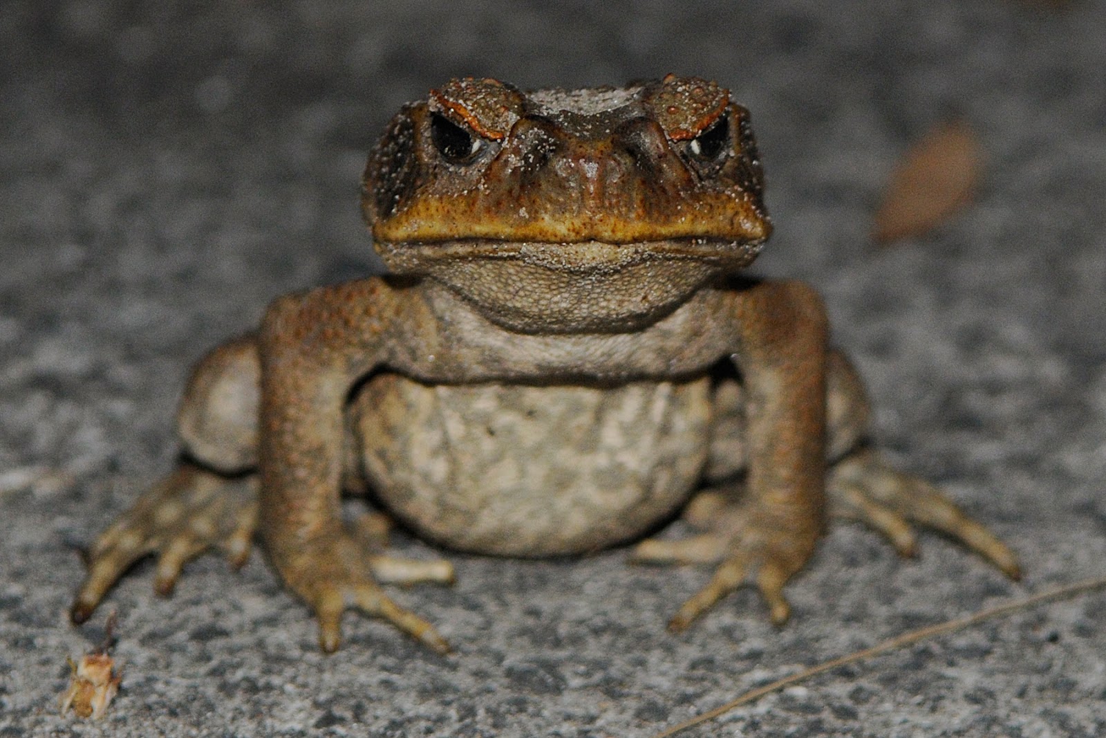 Small Animal Talk: Cane toads: a history, a gross case study, and first ...