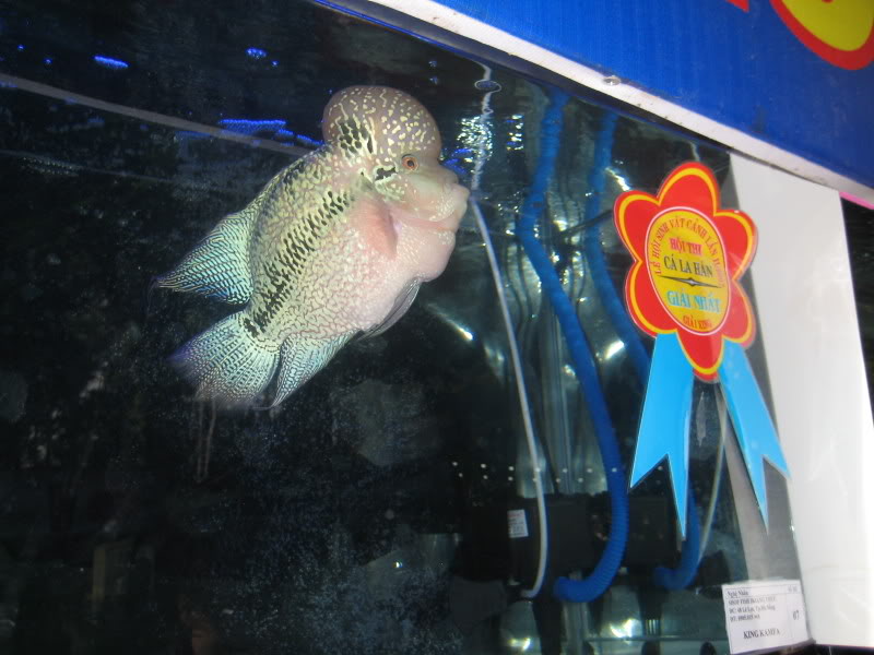 Flowerhorn The Hybrid Cichlids: King Kamfa - Vietnam hottest fh