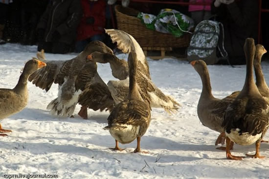 Breed Savers: Steinbacher Geese
