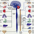 Pengertian dan Fungsi Sistem Saraf Simpatik dan Parasimpatik