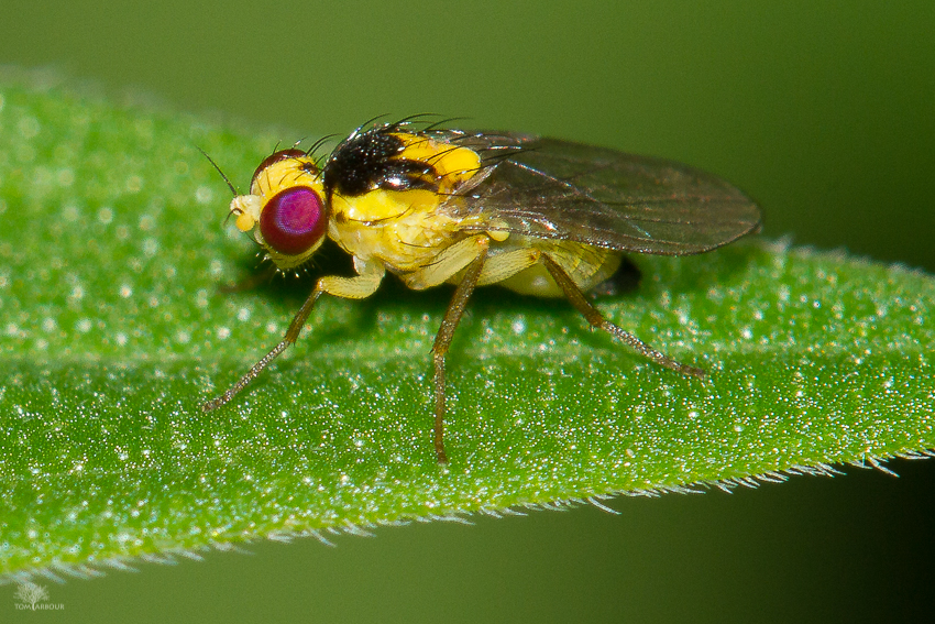 The Ohio Nature Blog: Leaf Miner Fly