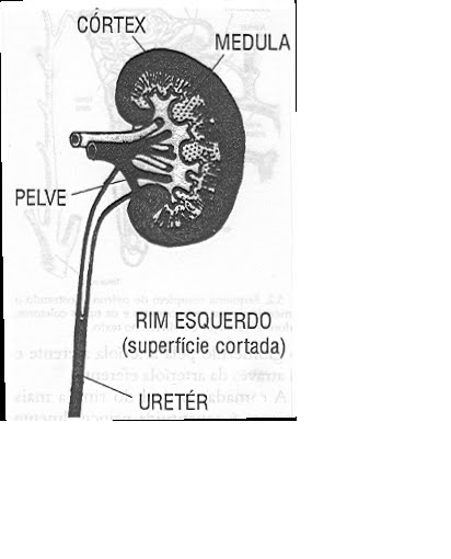 FISIOLOGIA GERAL: ANATOMIA E FISIOLOGIA RENAL