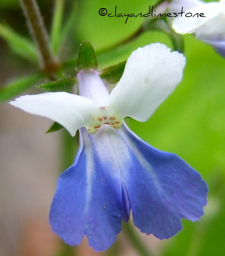 clay and limestone: Collinsia verna, A Passalong Plant for Wildflower ...