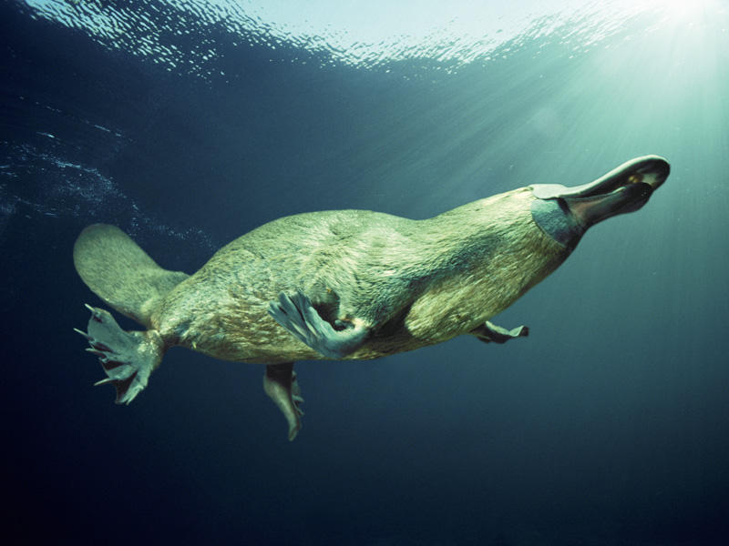 Art Style : Ornitorrinco