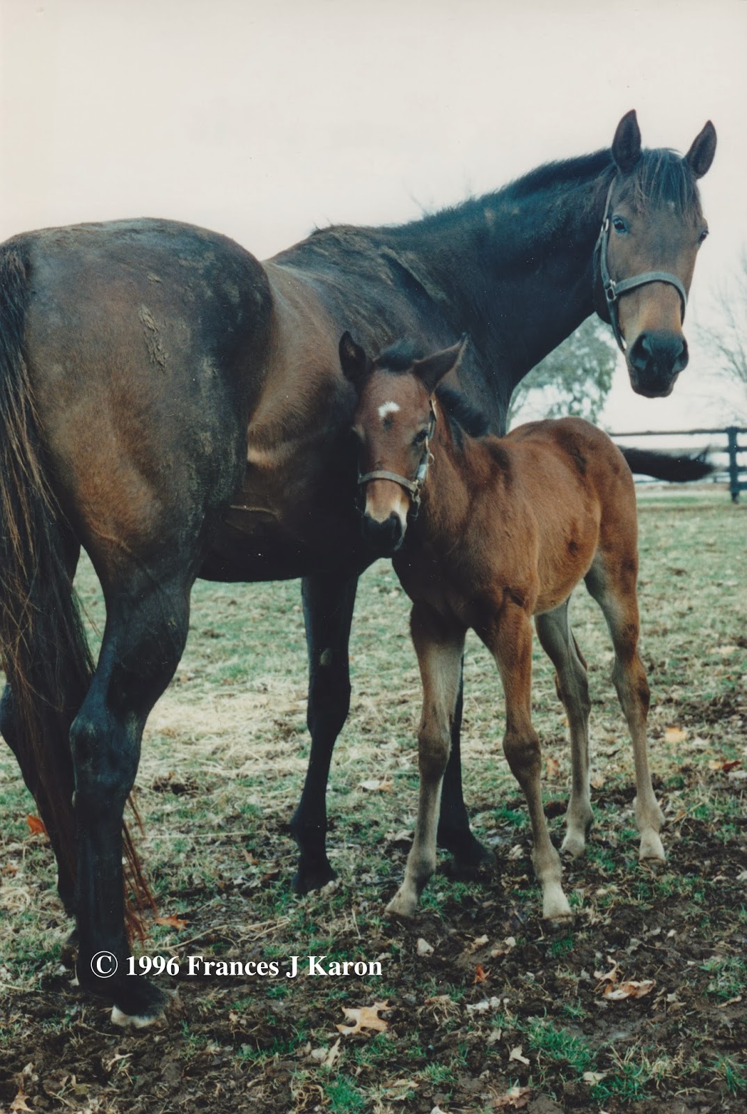 Running Rough Shod: Germany's new stallion Maxios has maximum sire ...
