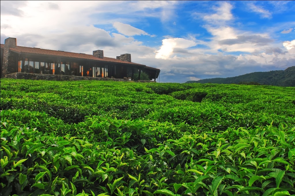 Muzungu in the Midst : Rwanda's rejuvenating rainforest