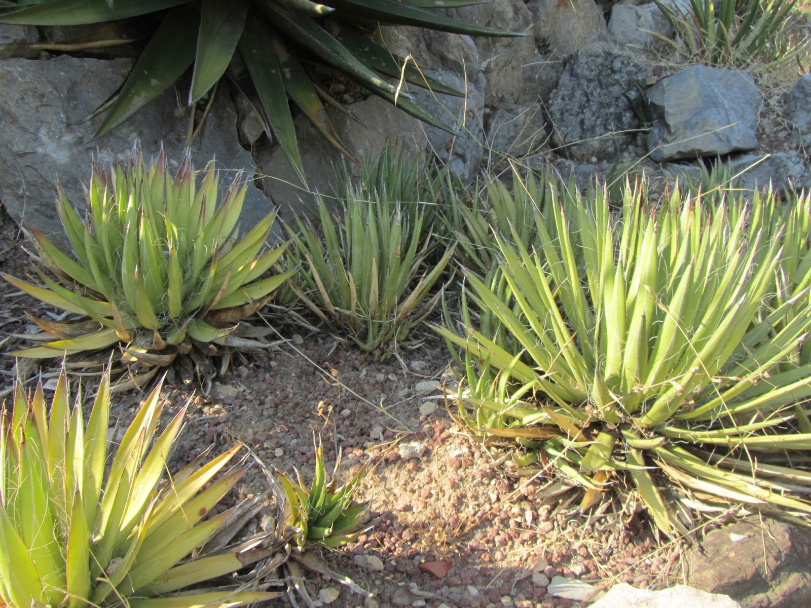 Agave : Come Riconoscere le Diverse Specie - Con Foto e Descrizione ...