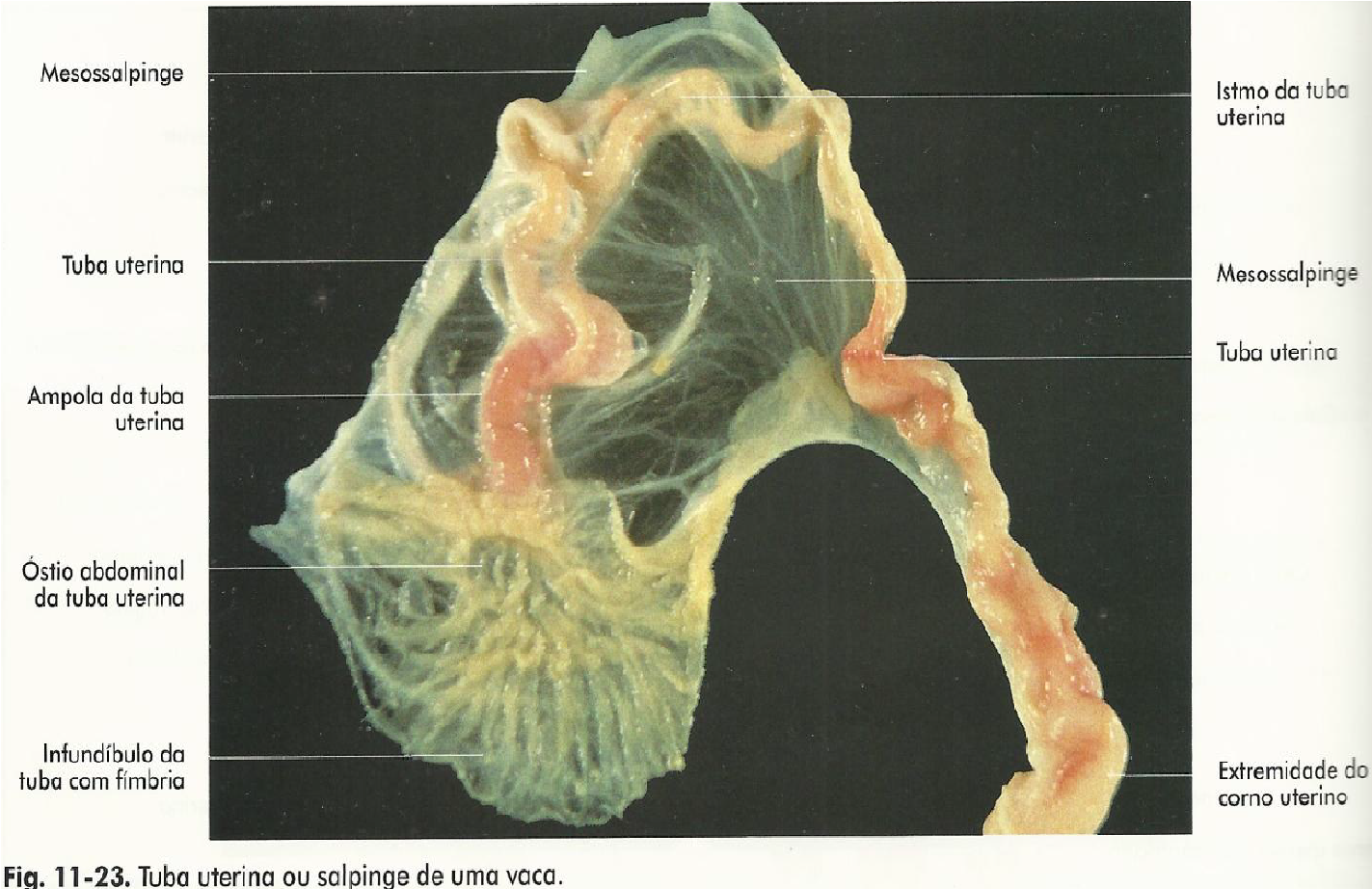 Dr. Rosivaldo Vet: SISTEMA REPRODUTOR FEMININO