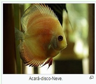 AQUARIO TROPICAL: Acara Disco
