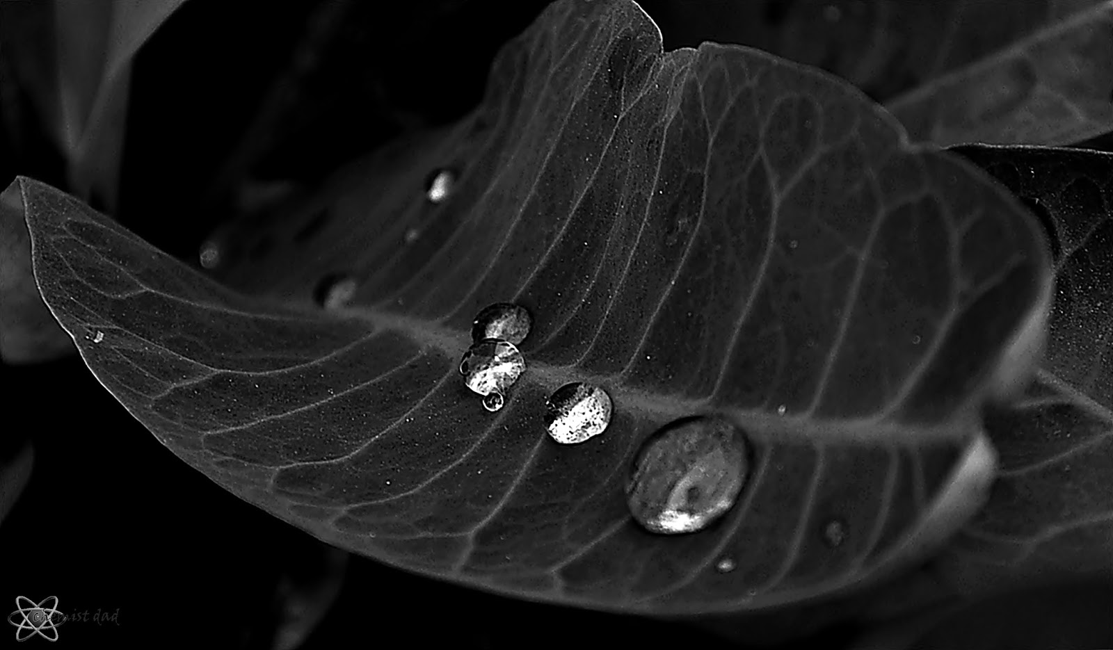 Grayscale Thursday: Water Droplets Part 1