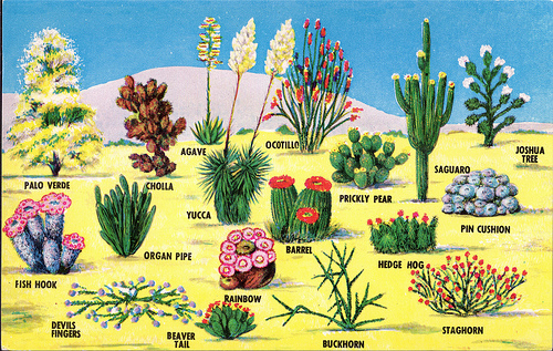 Mexican Desert Plants