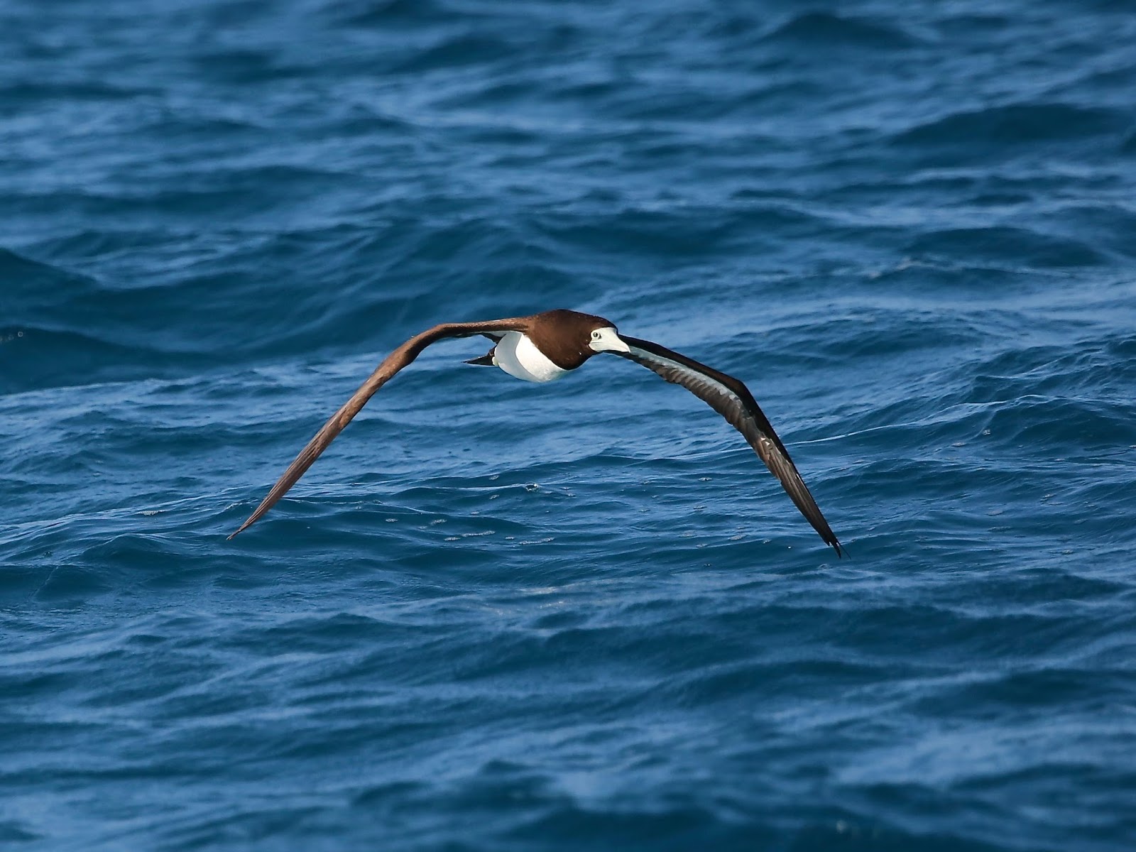 Avithera: Coral Cay Island Birds – Great Barrier Reef – Part 4 Boobies ...