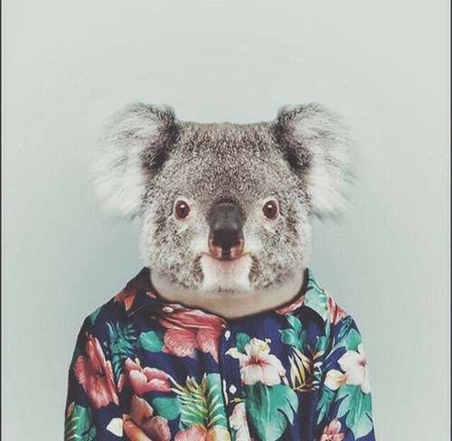 Koala: Little monster Koala